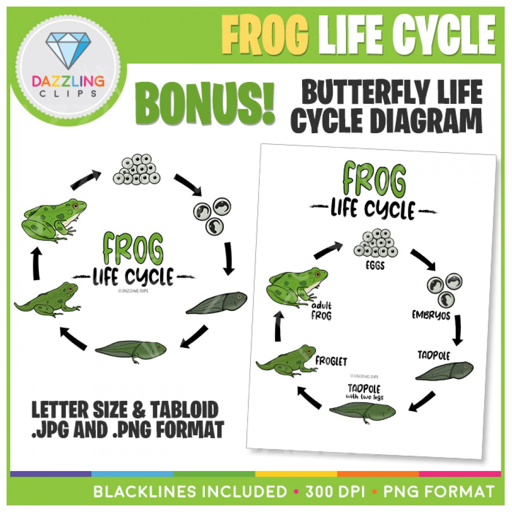 Frog Life Cycle Clip Art